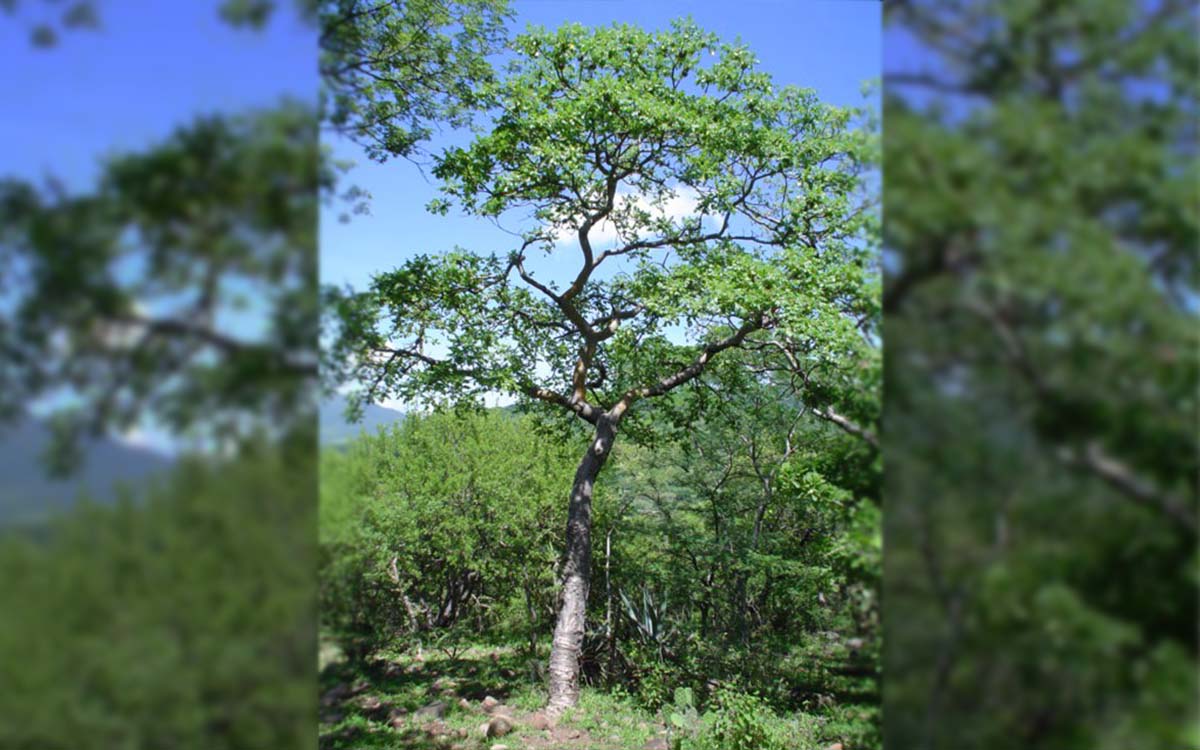 Científicos descubren que el cuachalalate, planta medicinal mexicana ...